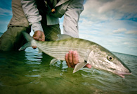 Spotting Bonefish | Stages of Looking at Fish